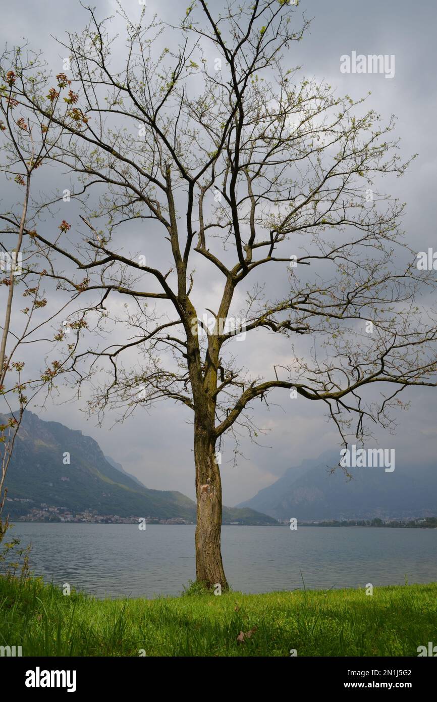 Isolated young tree without leaves standing in green grass meadow on ...