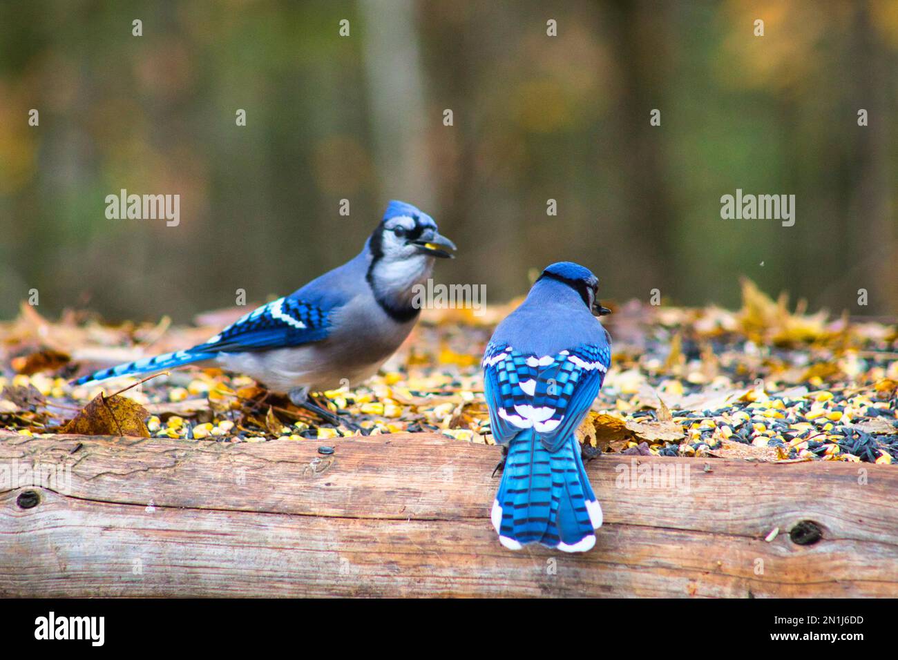 A closeup shot of blue jay birds in Parc Omega in Notre-Dame-de ...