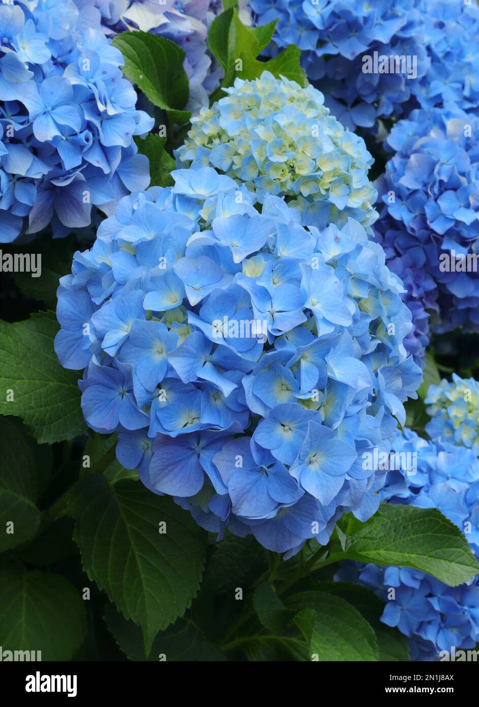 Blue Hydrangea or Hortensia (Hydrangea macrophylla) bush in bloom ...