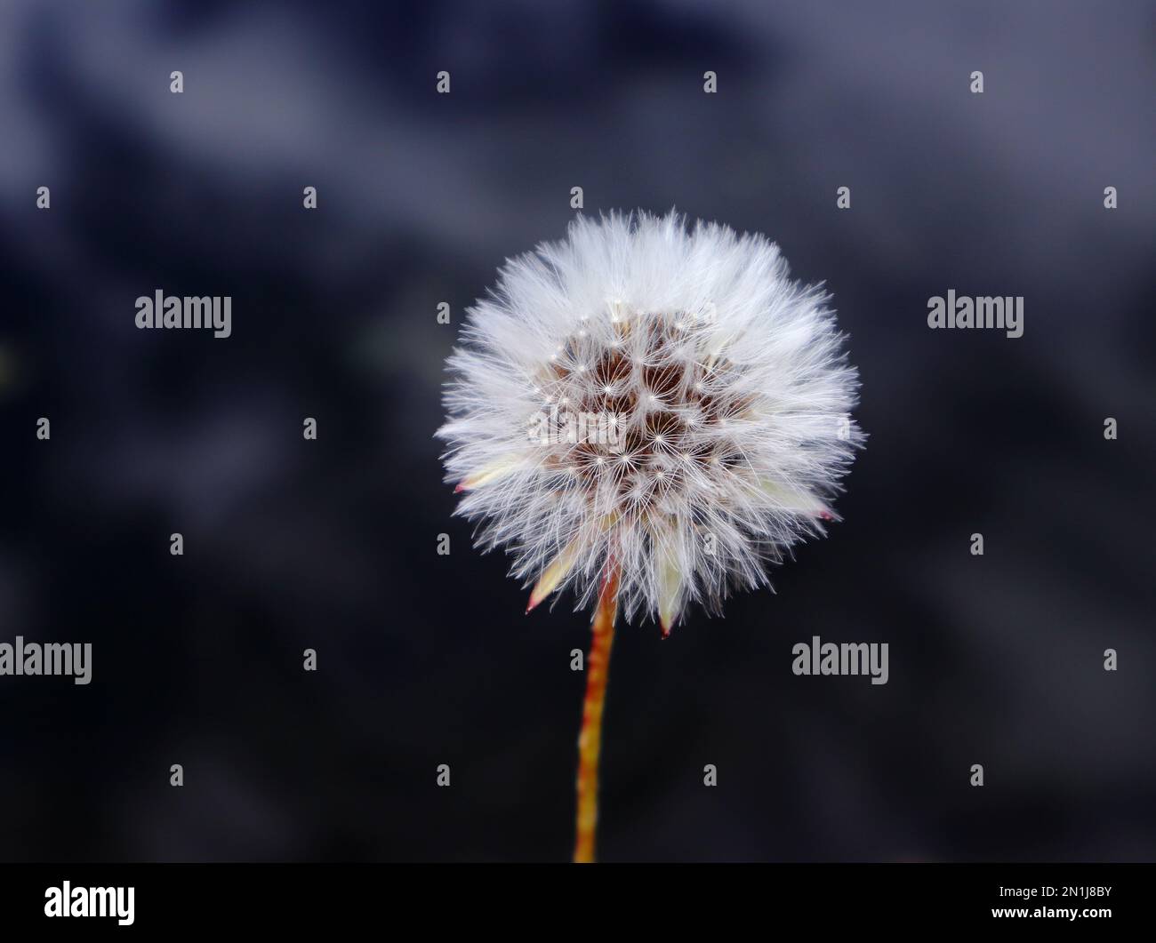 Perfect Dandelion flower seed head against a dark natural background ...