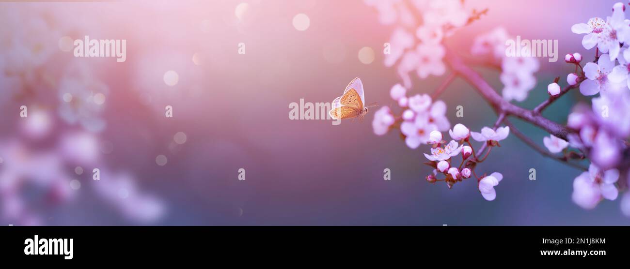 Art blurred nature Spring blossom background. Nature scene with ...