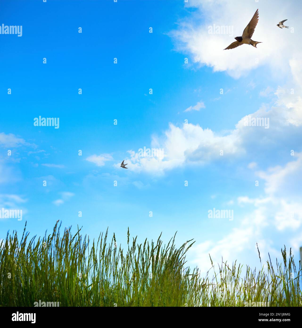 sunny Easter spring landscape; abstract countryside nature background; field green grass and ...