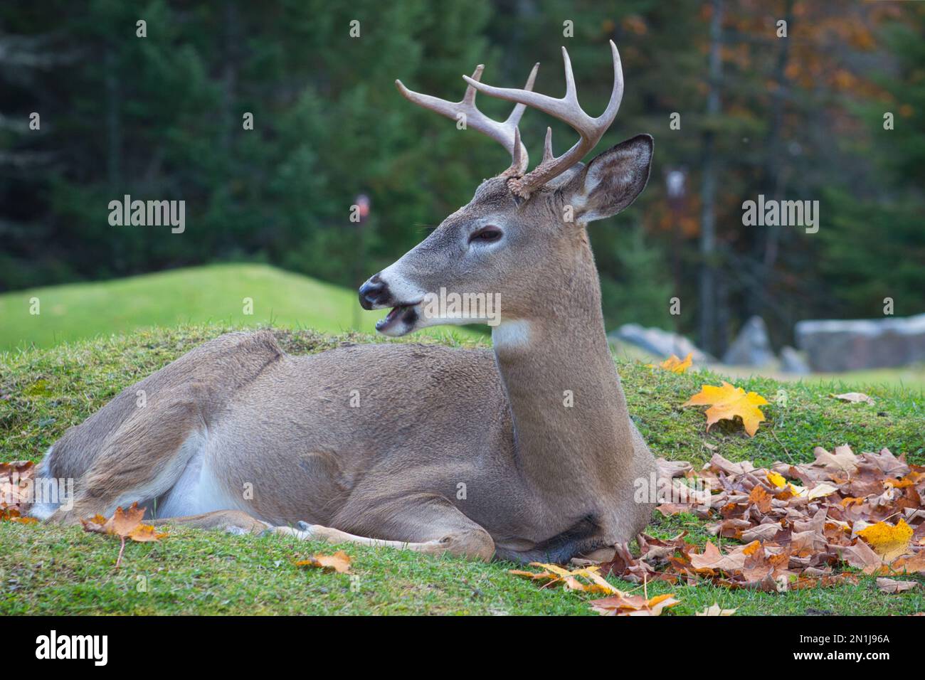 Columbia Whitetail Deer Columbian White Tailed Deer – Boolie