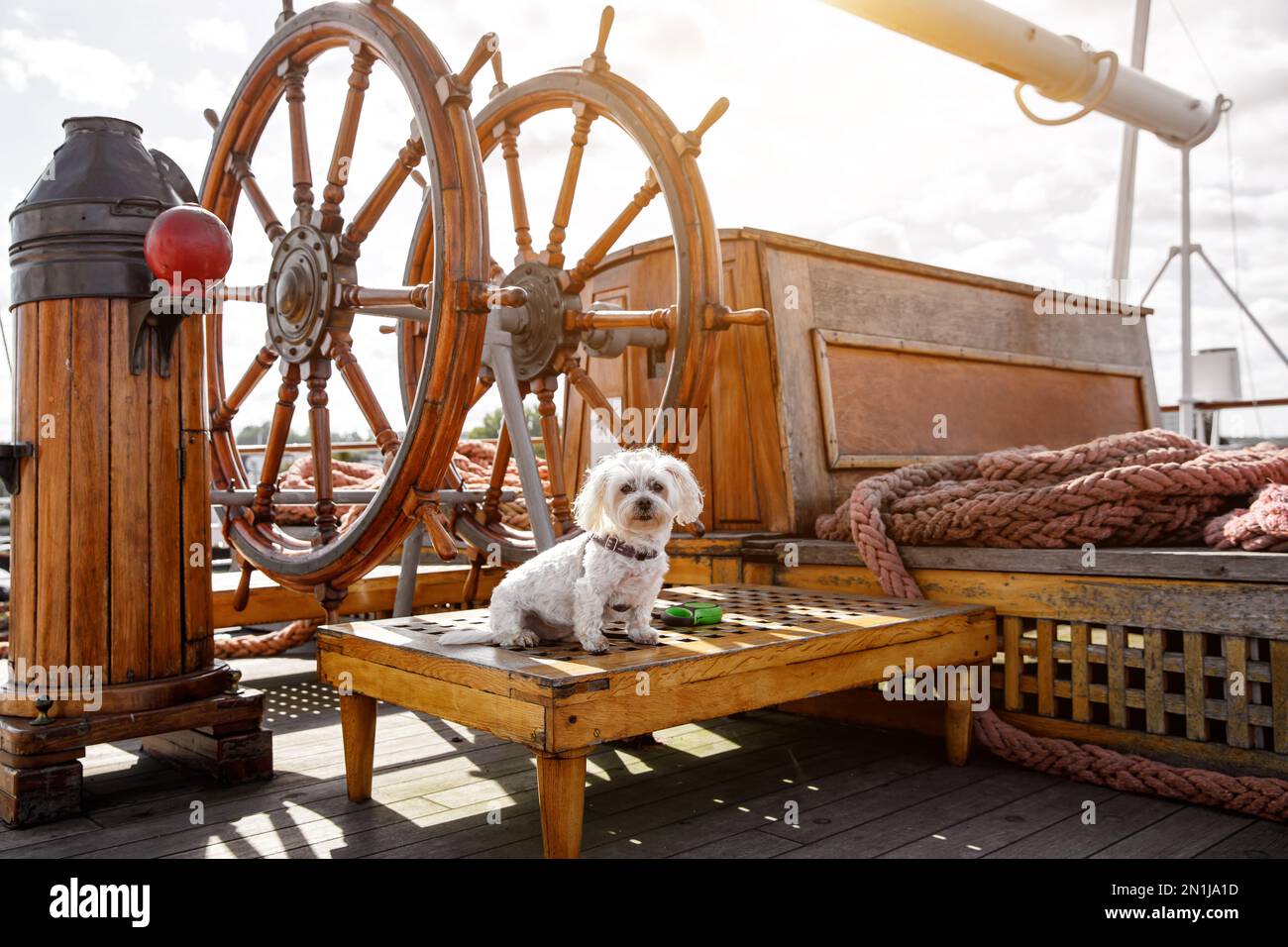Dog as a captain on a sail ship wooden deck Stock Photo - Alamy