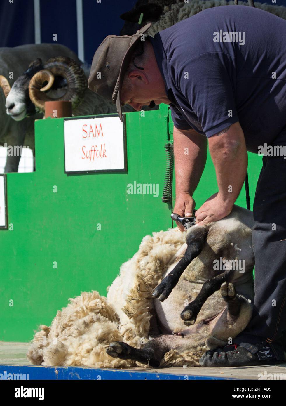 Devon sheep field nobody hi-res stock photography and images - Alamy