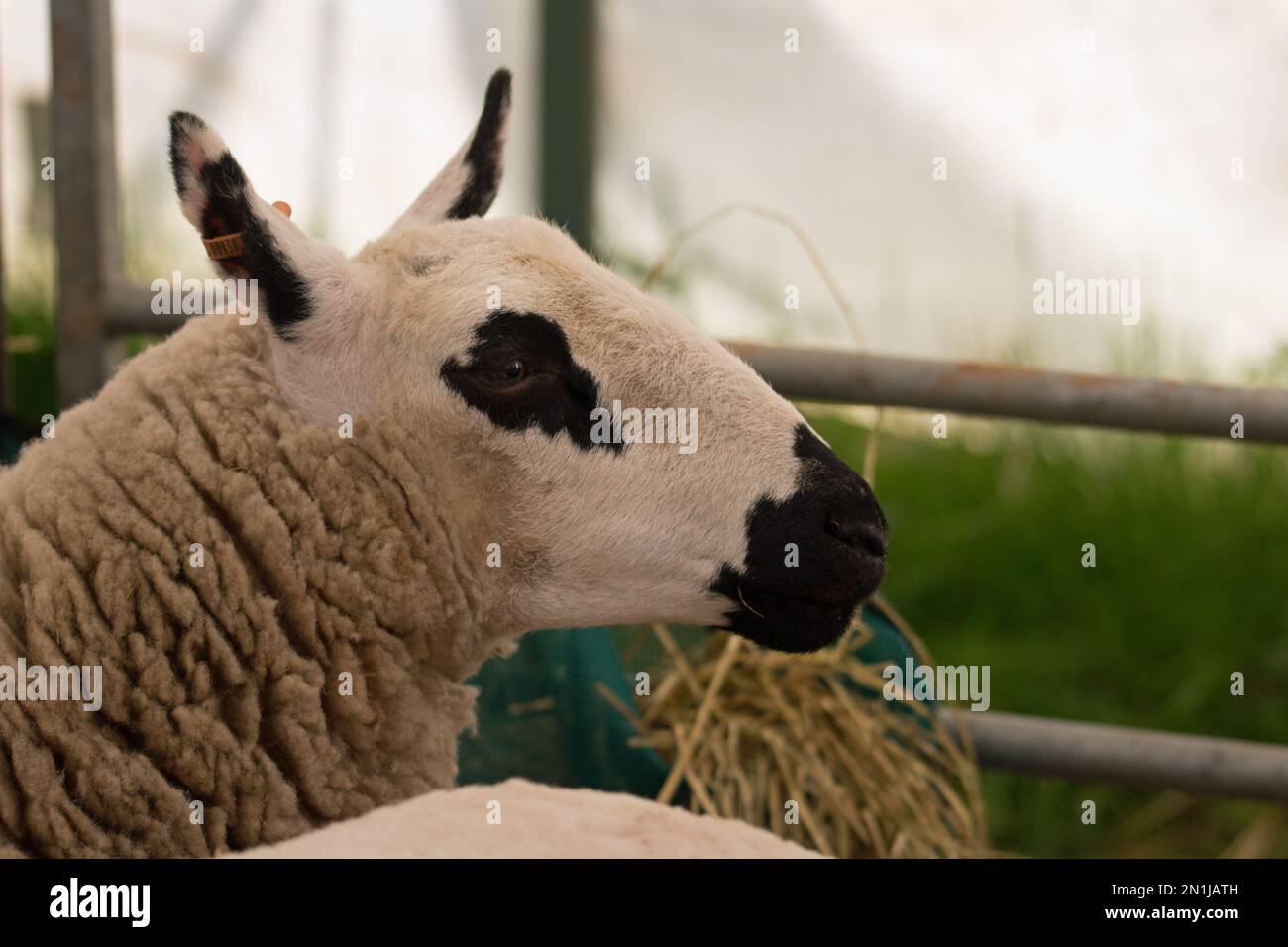 EXETER, DEVON, UK - May 19, 2018 portrait of a single sheep in a pen on ...