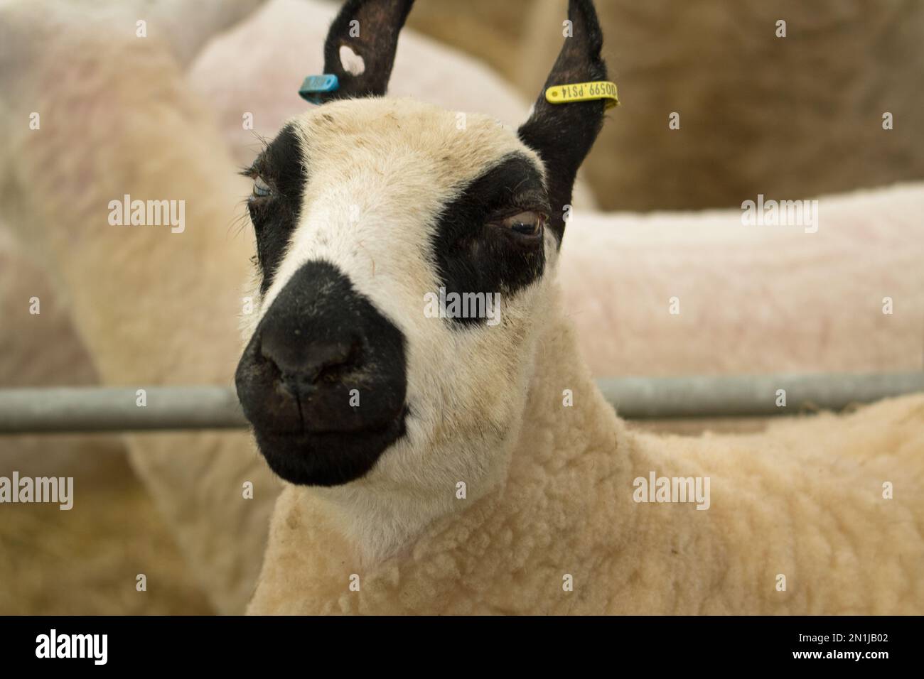 EXETER, DEVON, UK - May 19, 2018 portrait of a single sheep in a pen on ...