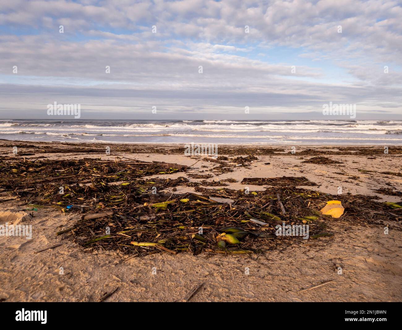 Dirty beach in Quiaios, Portugal. Remains of plants and rubbish washed ...