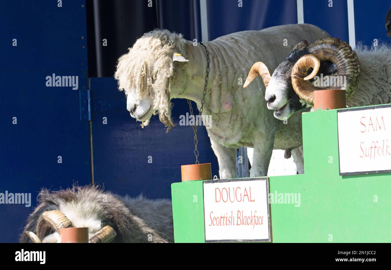EXETER, DEVON, UK - May 19, 2018 sheep on display Stock Photo - Alamy