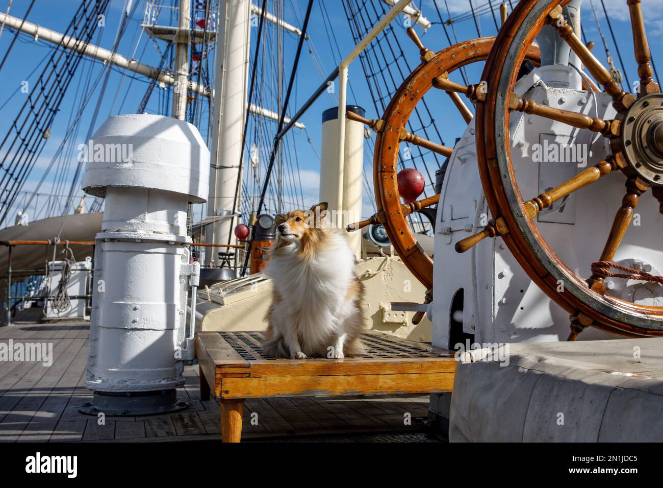 Shetland ship dog hi-res stock photography and images - Alamy