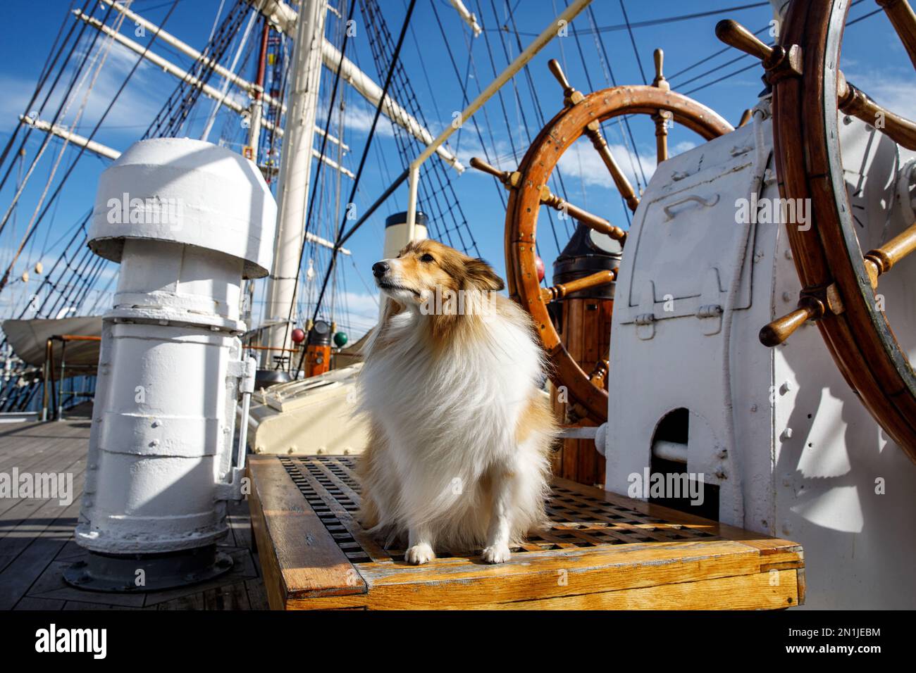 Dog as a captain on a sail ship wooden deck Stock Photo - Alamy