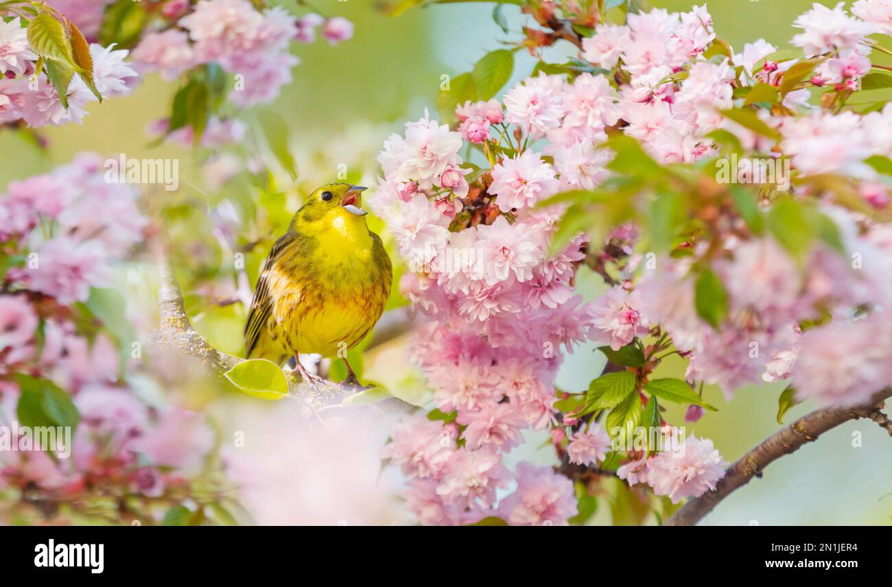 bird among a flowering tree sings a spring song Stock Photo - Alamy