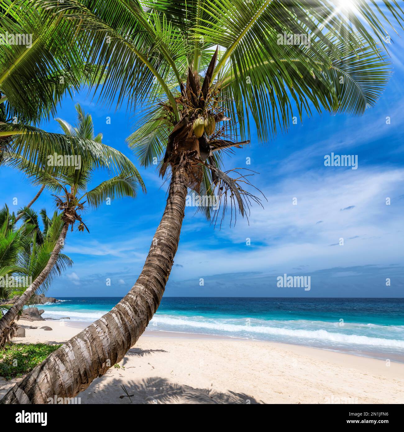 Palm trees on Sunny tropical beach in Caribbean island Stock Photo - Alamy