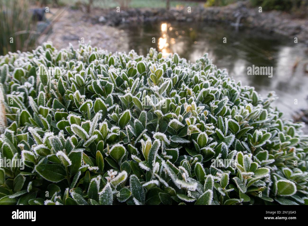 Box hedge. Frost on the leaves of a clipped box bush beside a pond in ...
