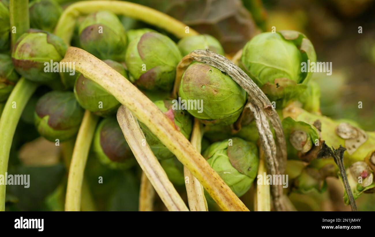 Brussels sprout farm harvest bio winter snow harvesting plant Brassica ...