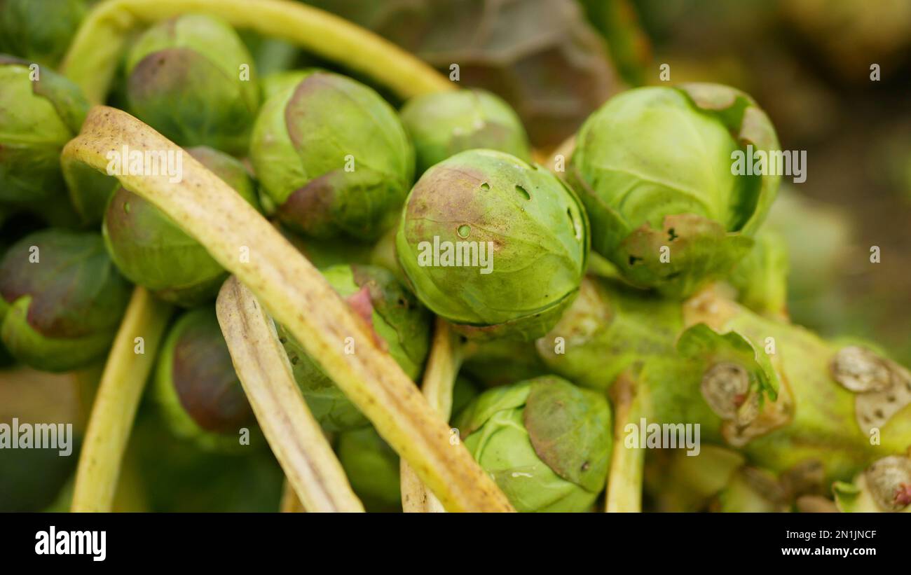 Brussels sprout farm harvest bio winter snow harvesting plant Brassica ...