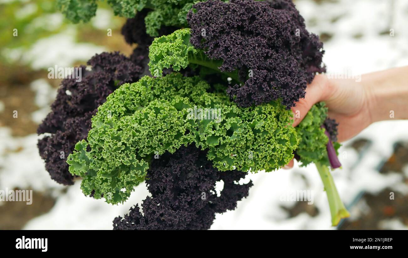 Farm winter leaf curly kale green red roja market closeup farmer hand ...