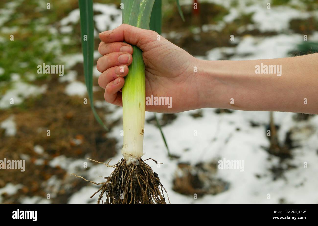 Field leaf green leek hand farmer crops white, farm farming garden ...