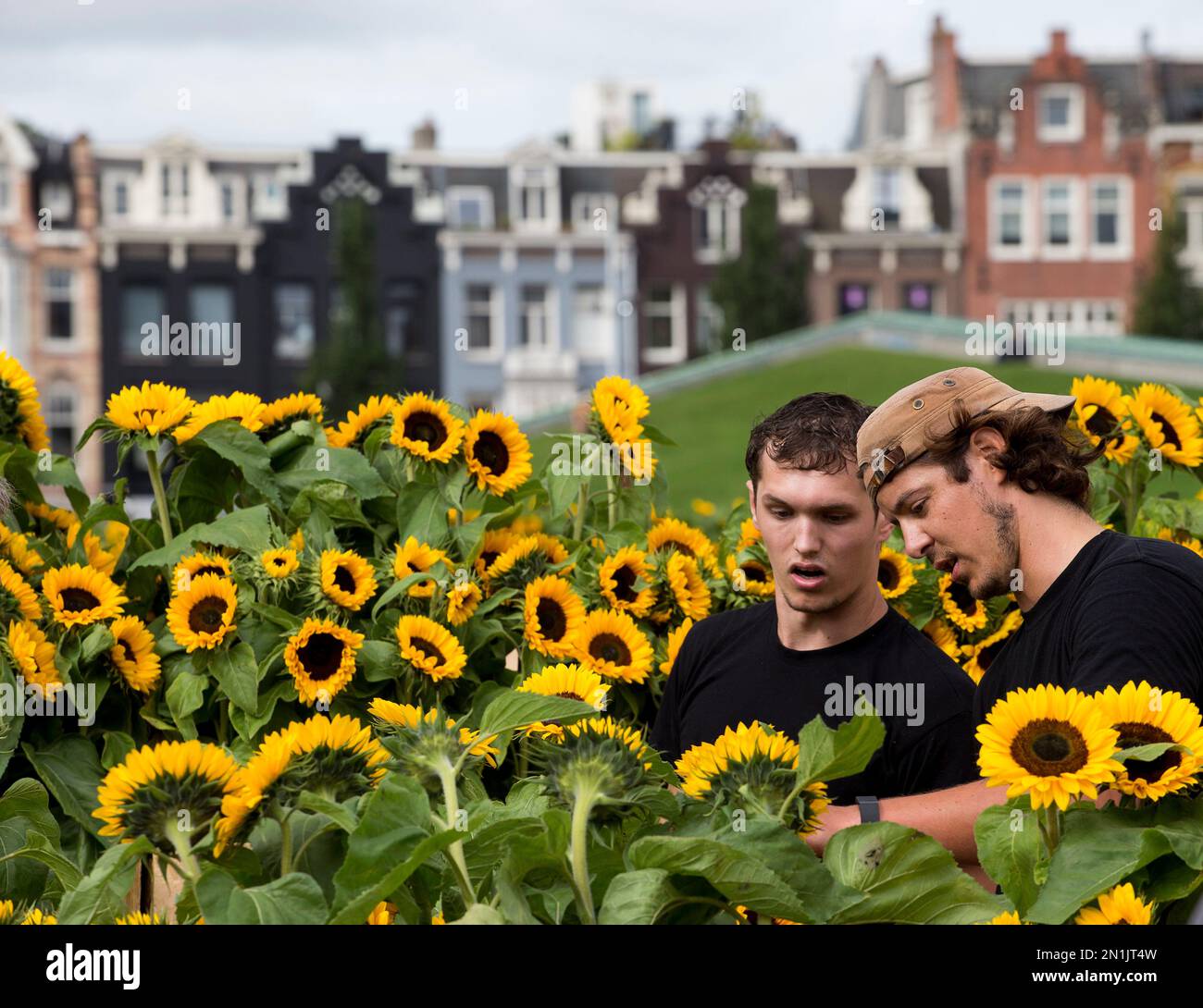 Workers construct a labyrinth with 125,000 sunflowers to mark the ...