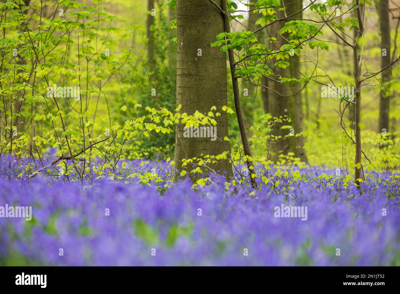 Bluebells in woodland Stock Photo - Alamy