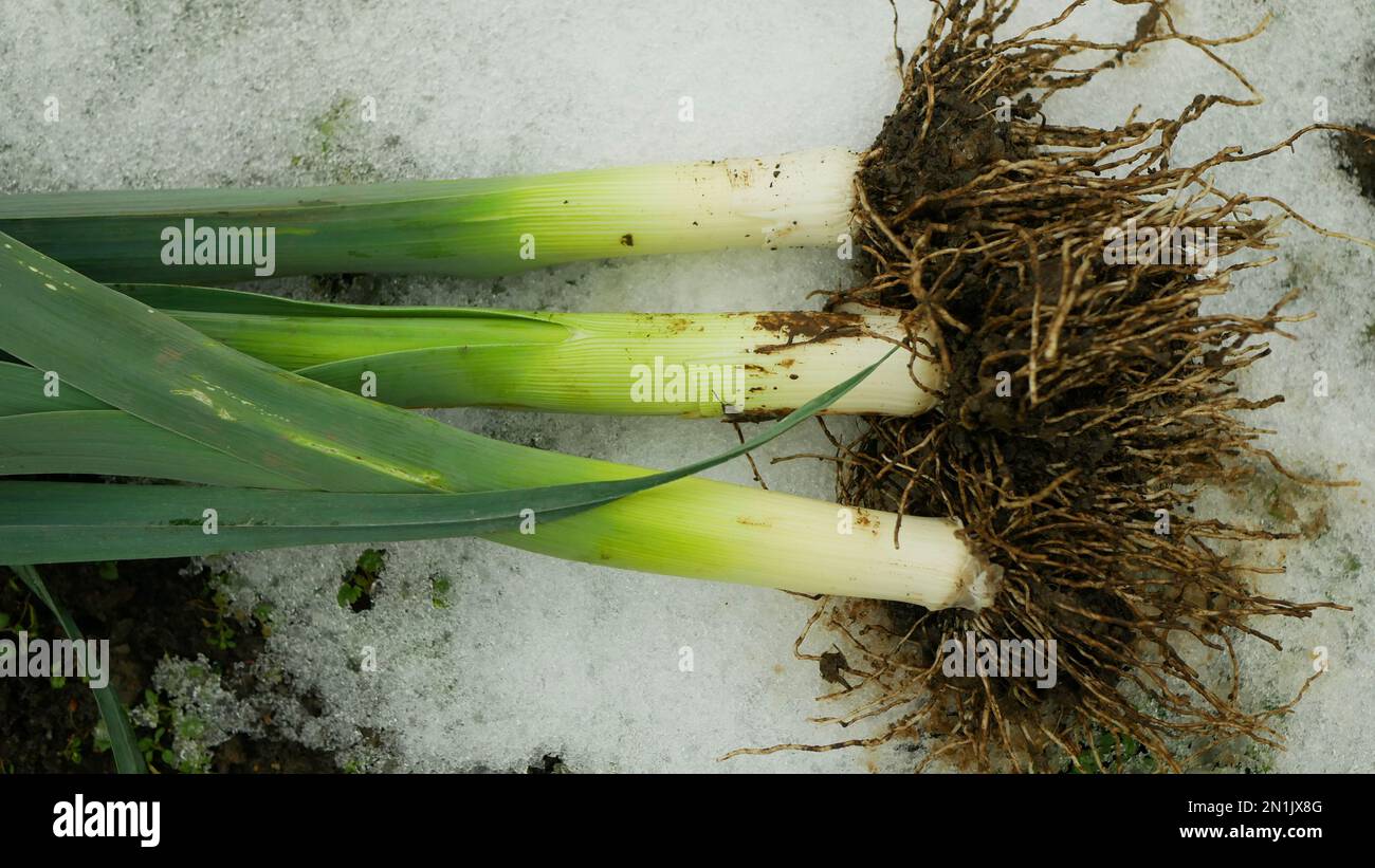 Field leaf green leek crops white, farm farming garden leaves bio ...