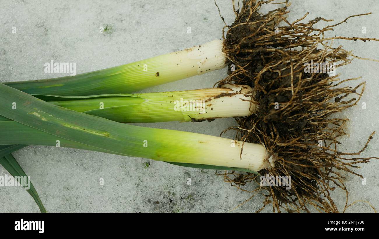 Field leaf green leek crops white, farm farming garden leaves bio ...