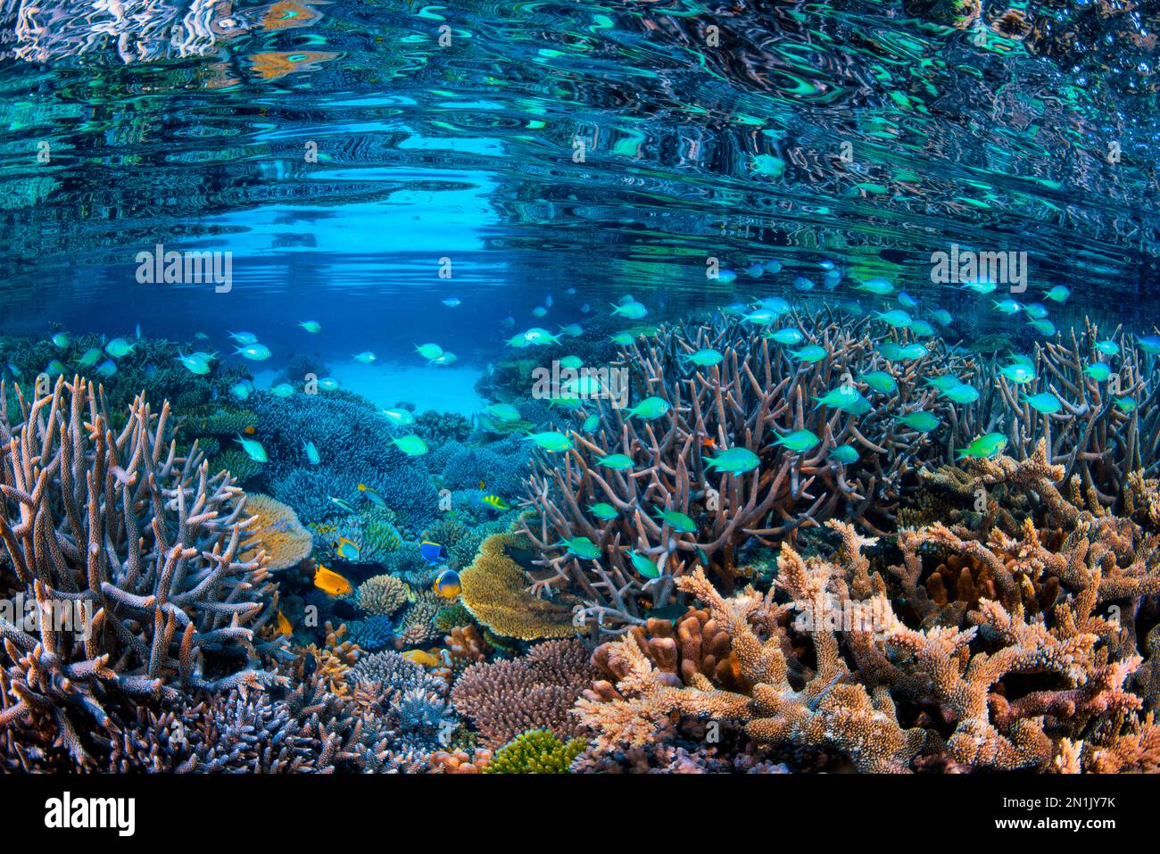 Reef at low tide, North reef of Mayotte lagoon Stock Photo - Alamy