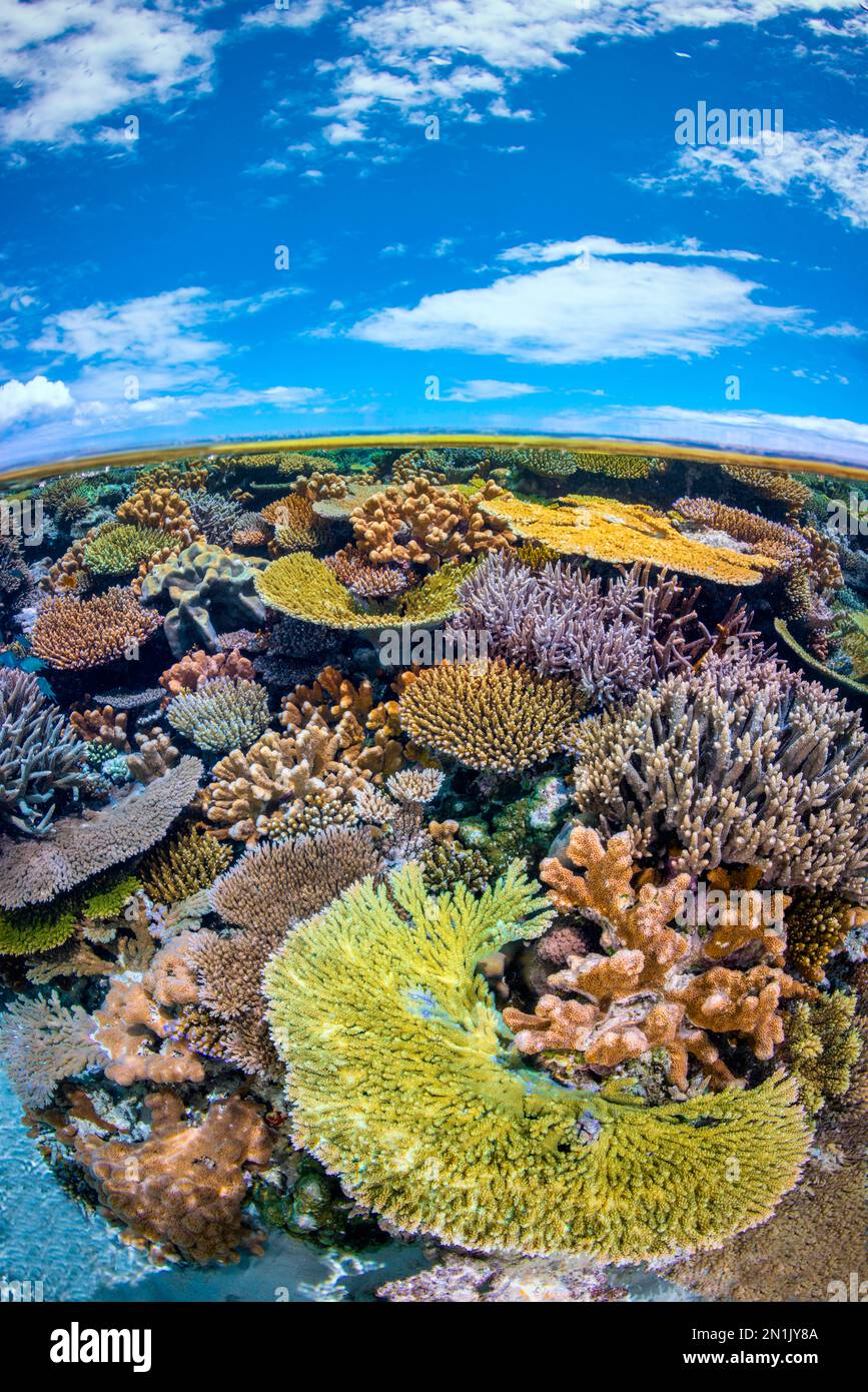 North Reef, Half air half water view of the North Reef of Mayotte Stock ...