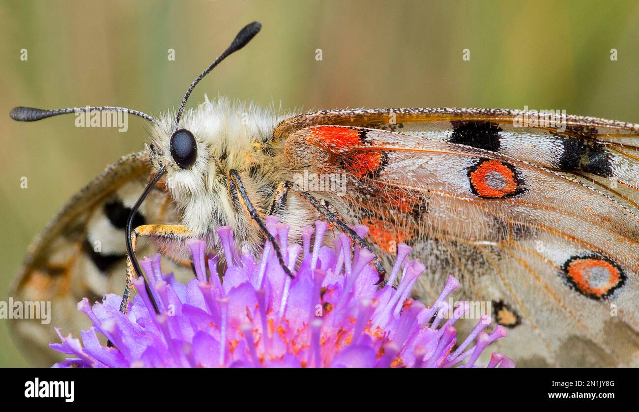Apollo (Parnassius apollo) on Field Scabiosa (Knautia arvensis) flowers ...