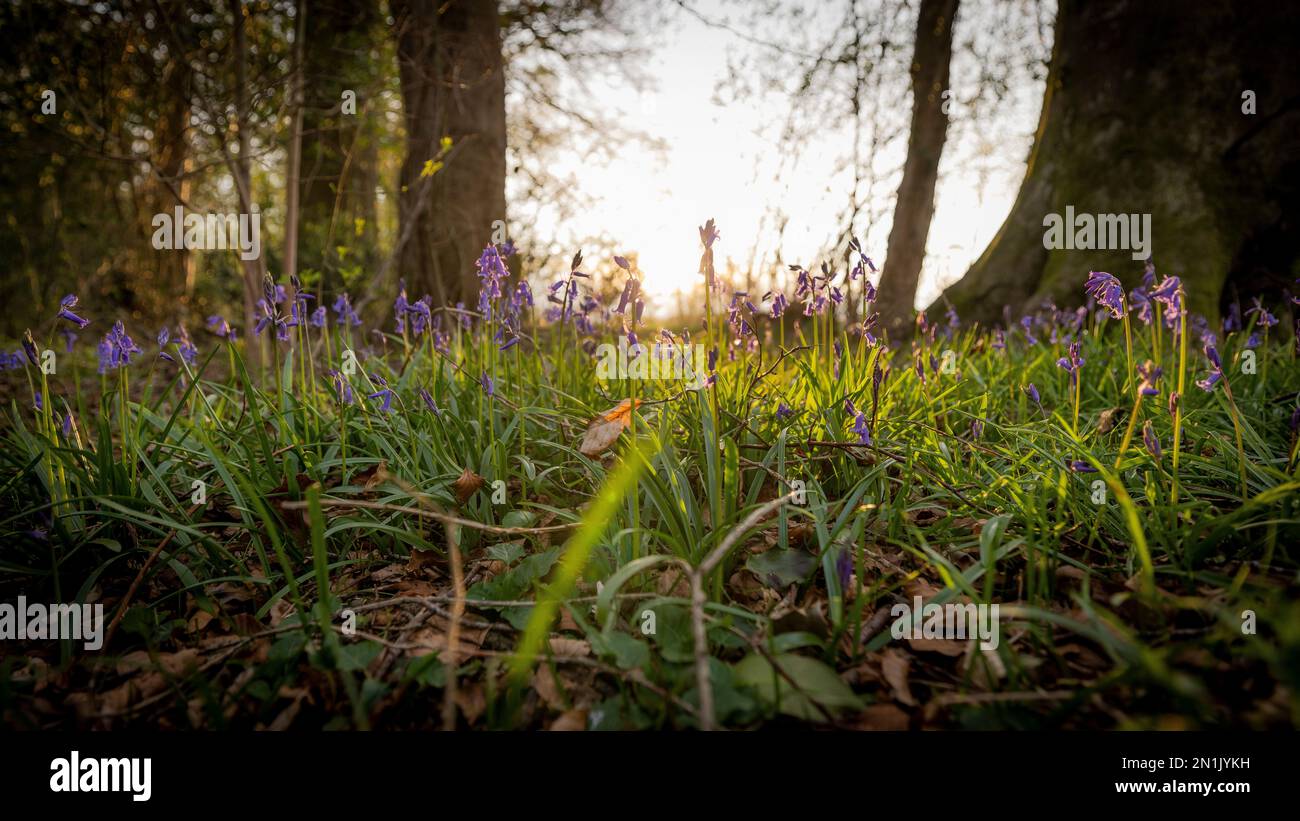 Bluebells in woodland Stock Photo - Alamy