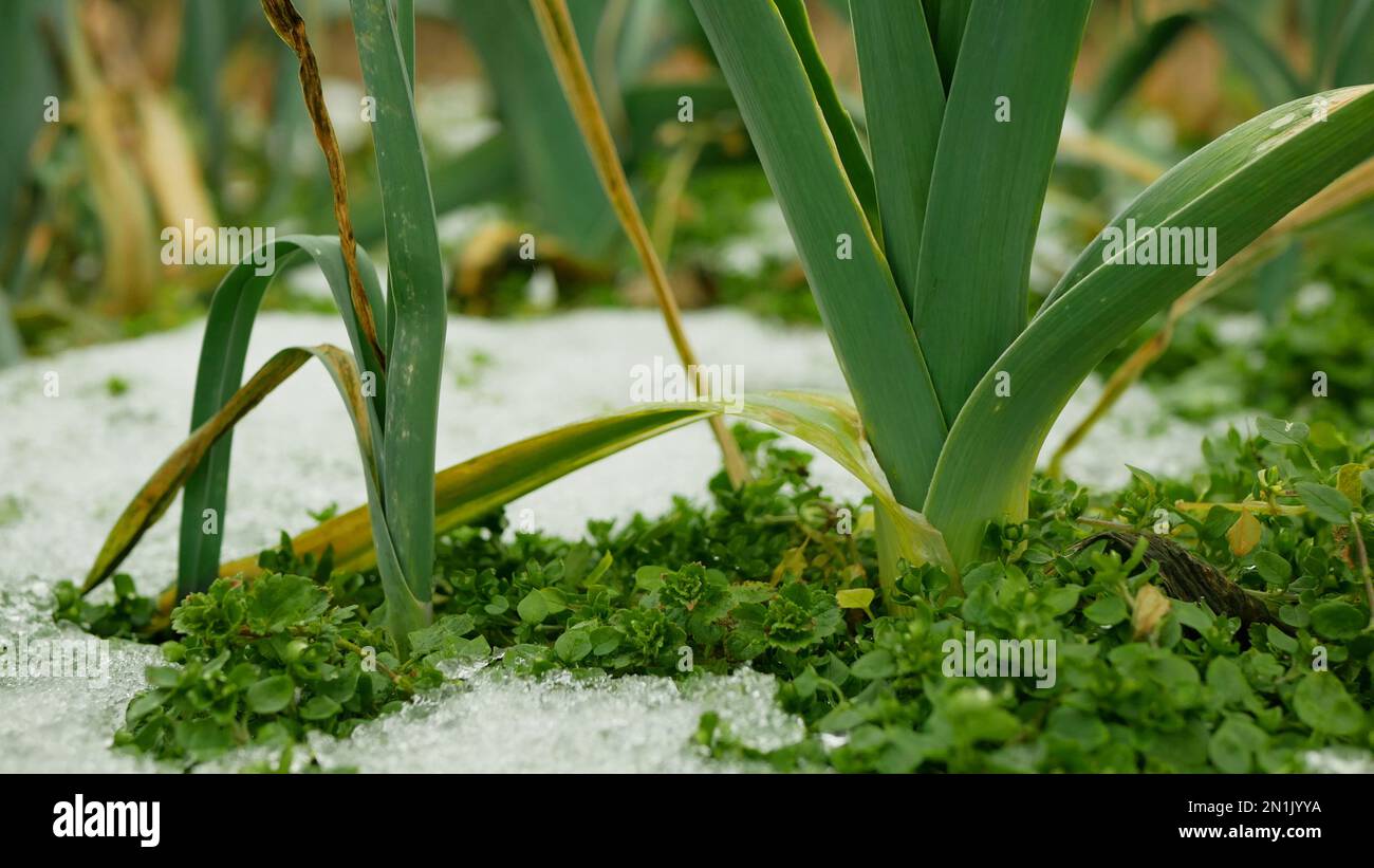 Field leaf green leek crops white, farm farming garden leaves bio ...