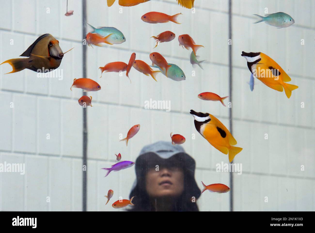 A woman watches tropical fish from Okinawan sea on display in a glass ...