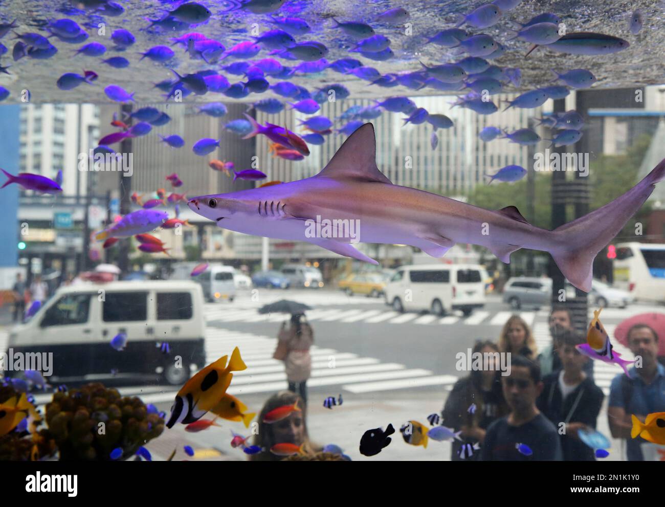 Visitors view of tropical fish from Okinawan sea on display in a glass ...