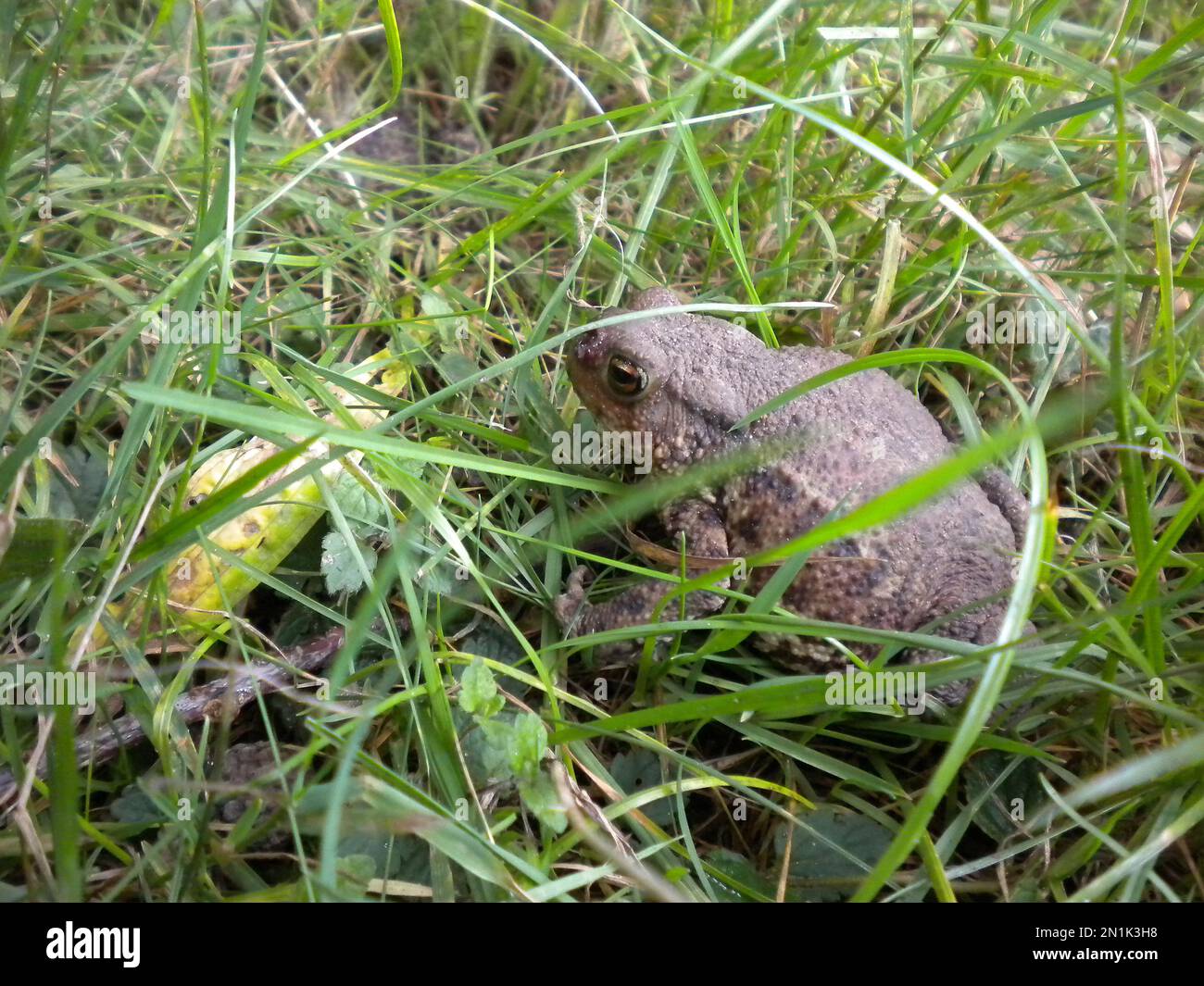 Around the UK - Common toad Stock Photo - Alamy
