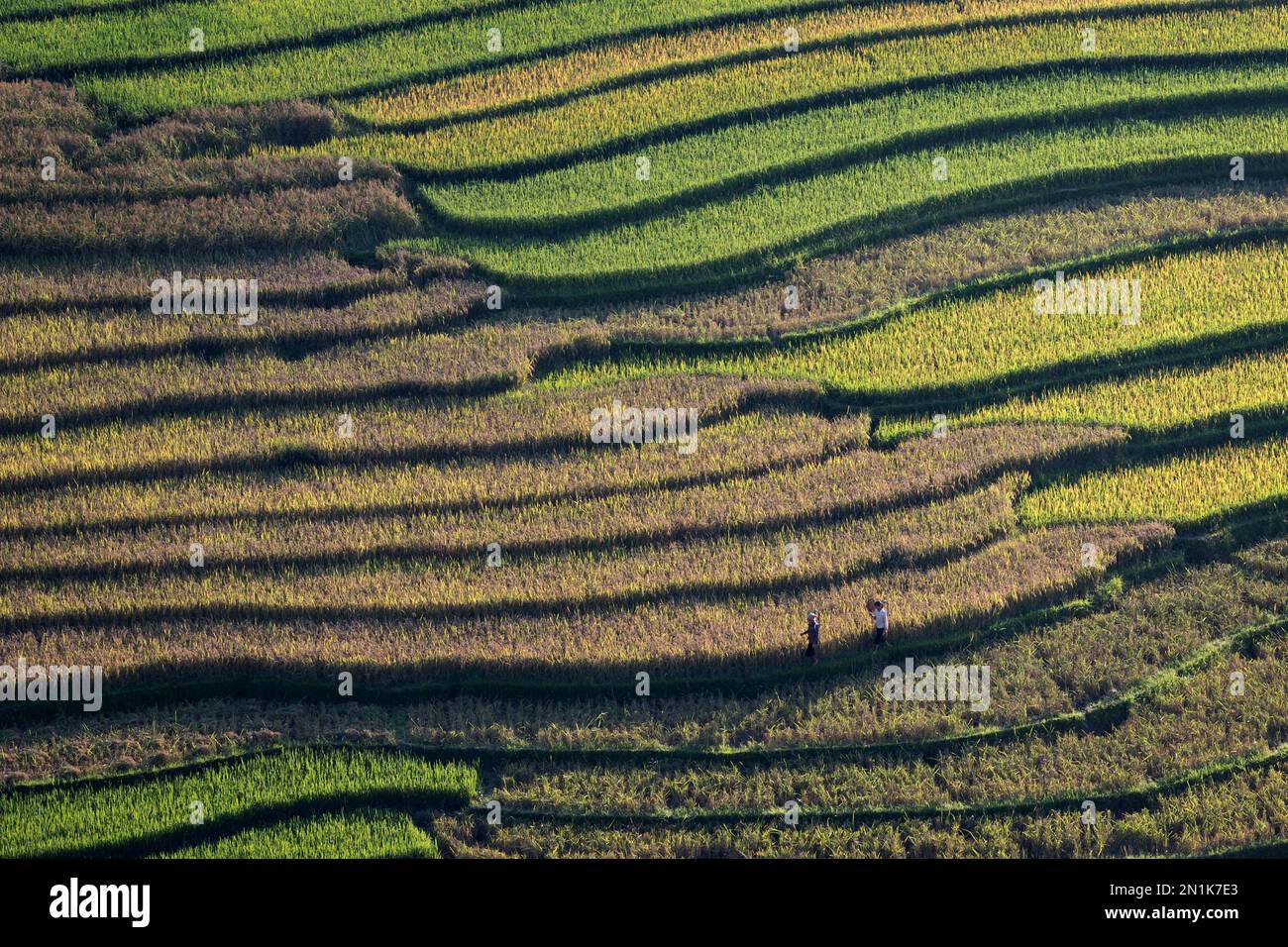 Vietnam Rice Fields Stock Photo - Alamy