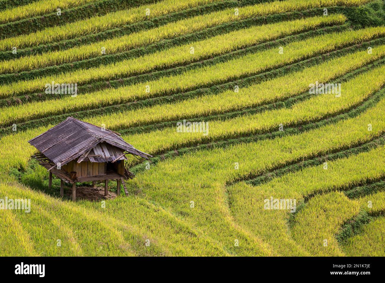 Vietnam Rice Fields Stock Photo - Alamy