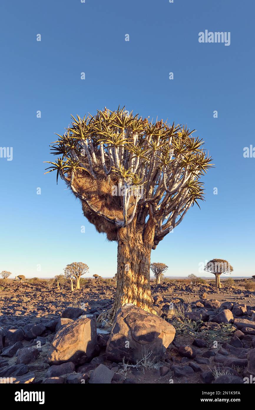 The Quiver Tree Forest (Aloidendron dichotomum) near Keetmanshoop ...