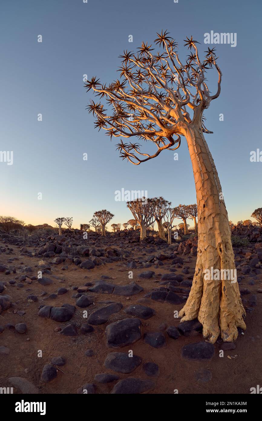 The Quiver Tree Forest (Aloidendron dichotomum) near Keetmanshoop ...