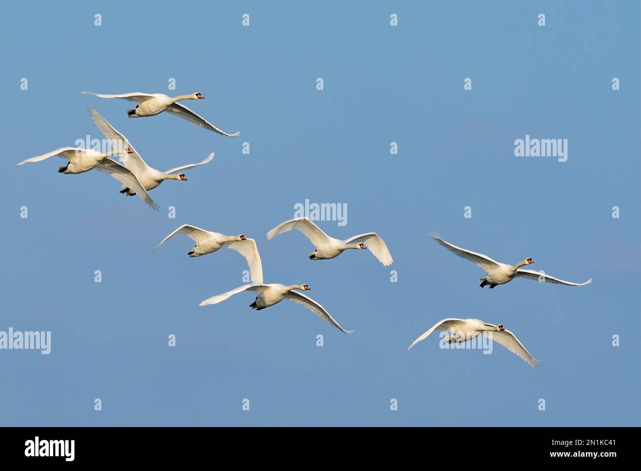 Flying group in frontal view hi-res stock photography and images - Alamy