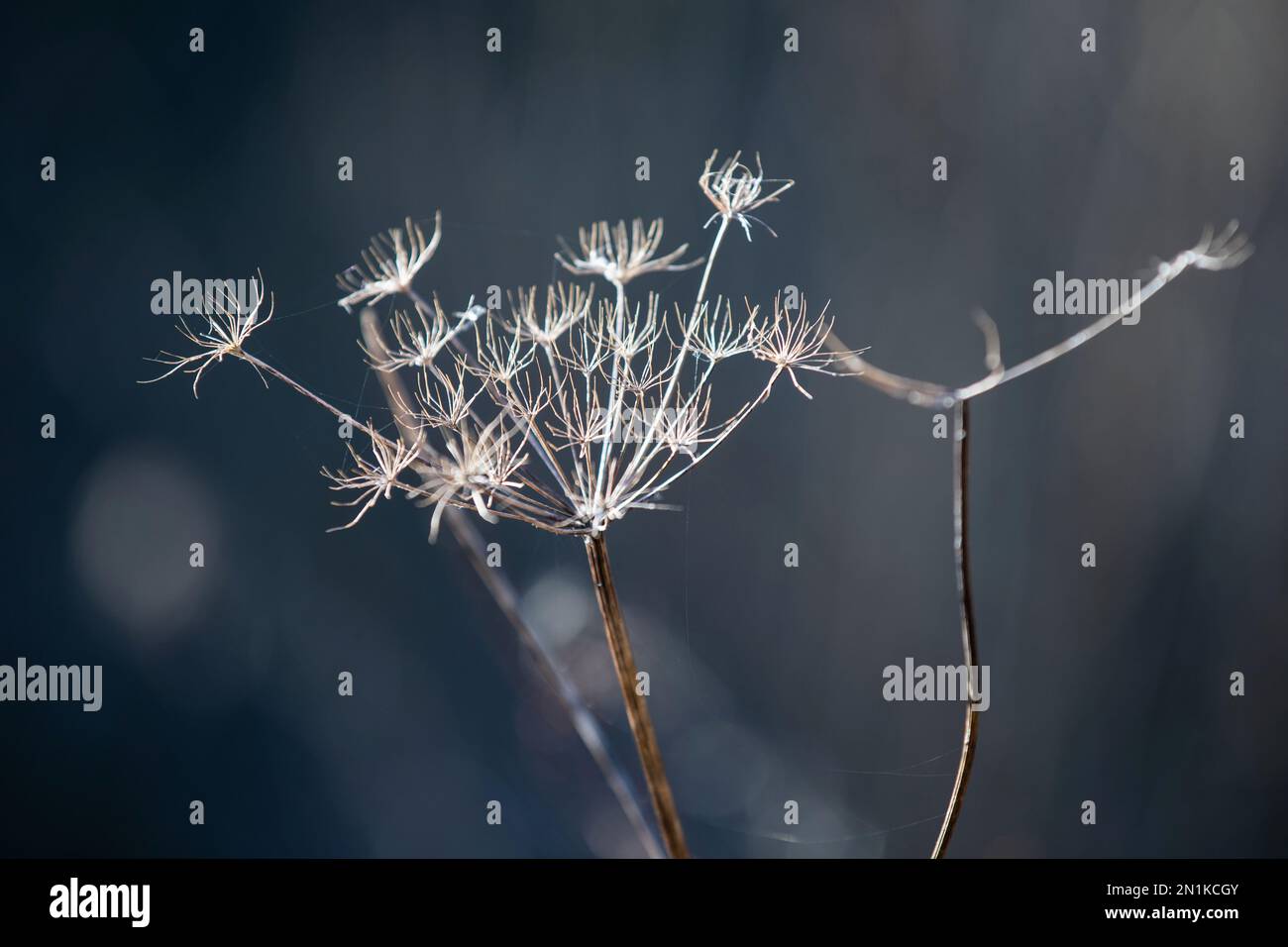wispy weed abstract Stock Photo - Alamy