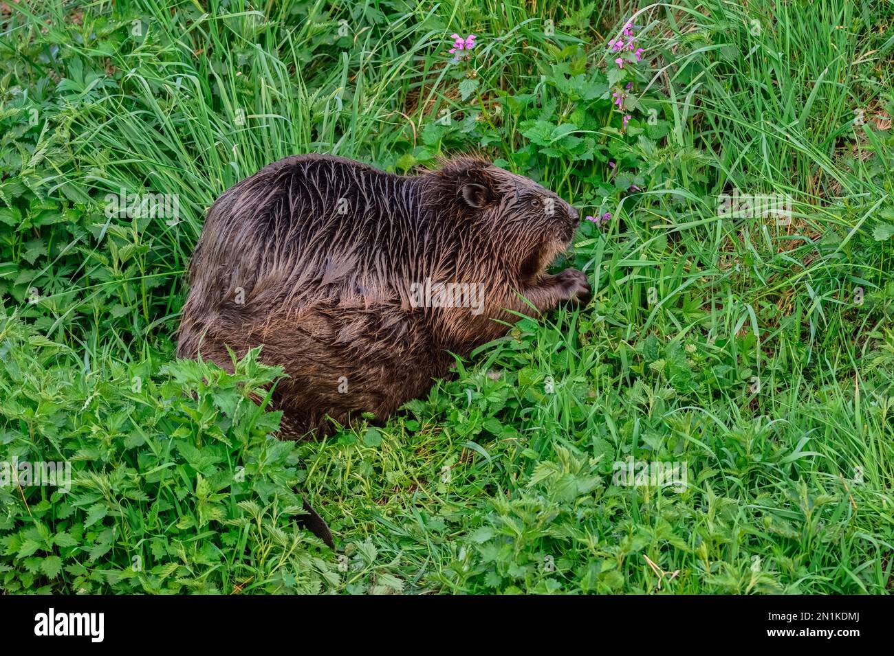 Eurasian beaver Castor fiber at dusk. Looking for food in the tall ...