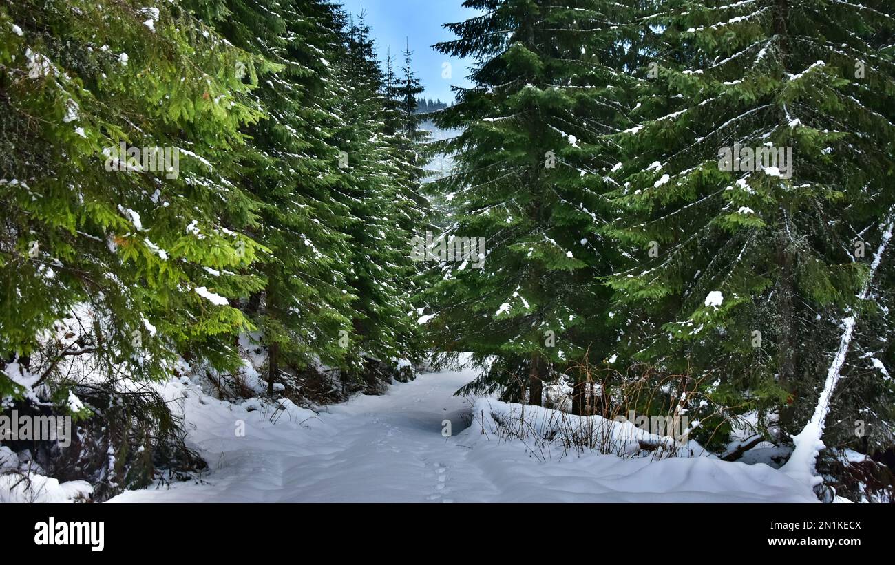 A snowed footpath deep inside the wild coniferous forests of Lotru ...