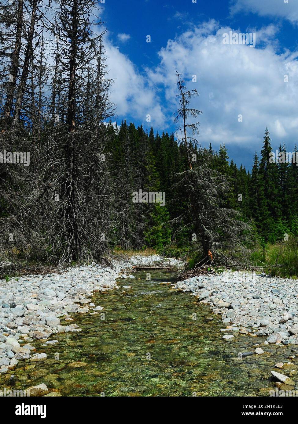 Lotru river with its clear waters flowing along a mountainous pasture ...