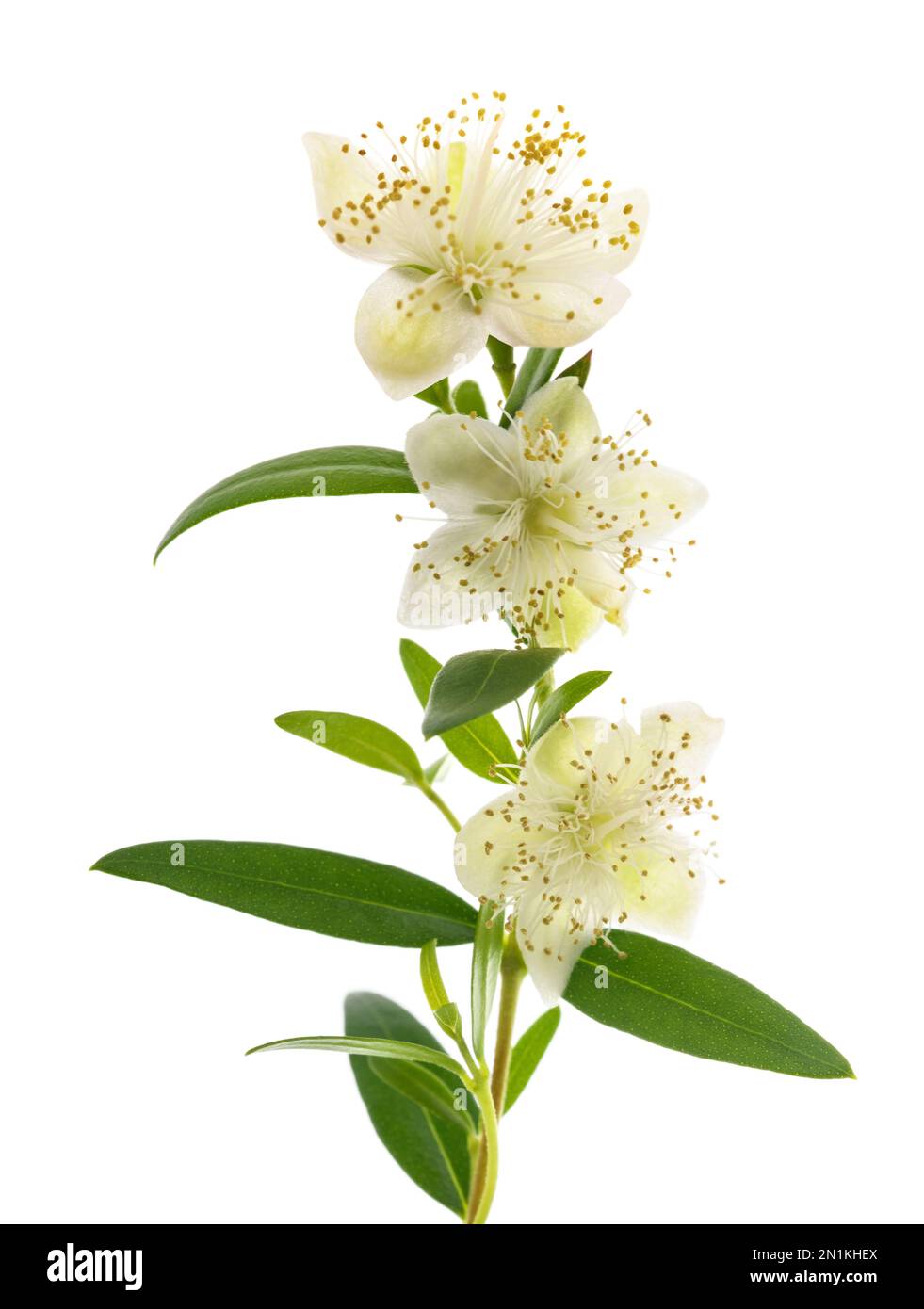 Common myrtle branch with flowers isolated on white Stock Photo - Alamy