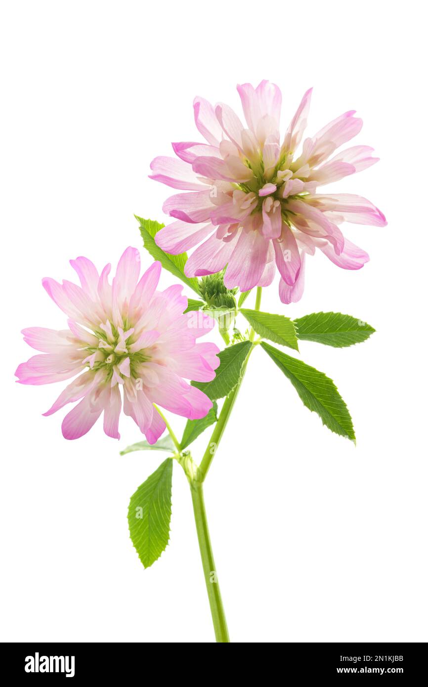 Trifolium resupinatum (reversed clover) isolated on white background ...