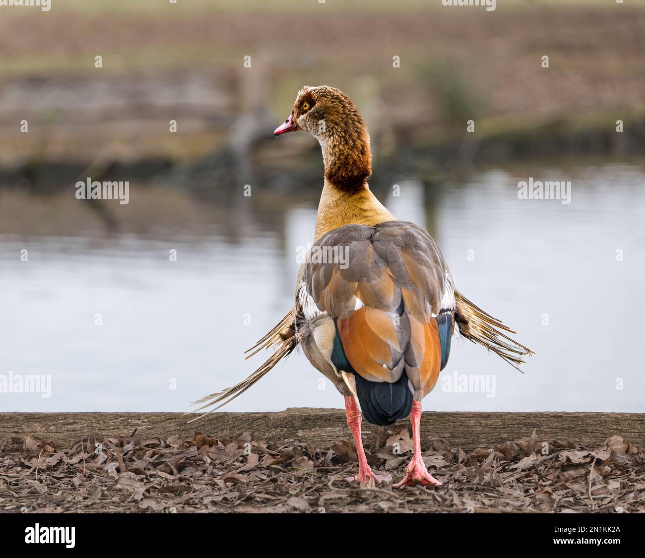 Injured Egyptian goose (Alopochen aegyptiaca) with damaged feathers by ...