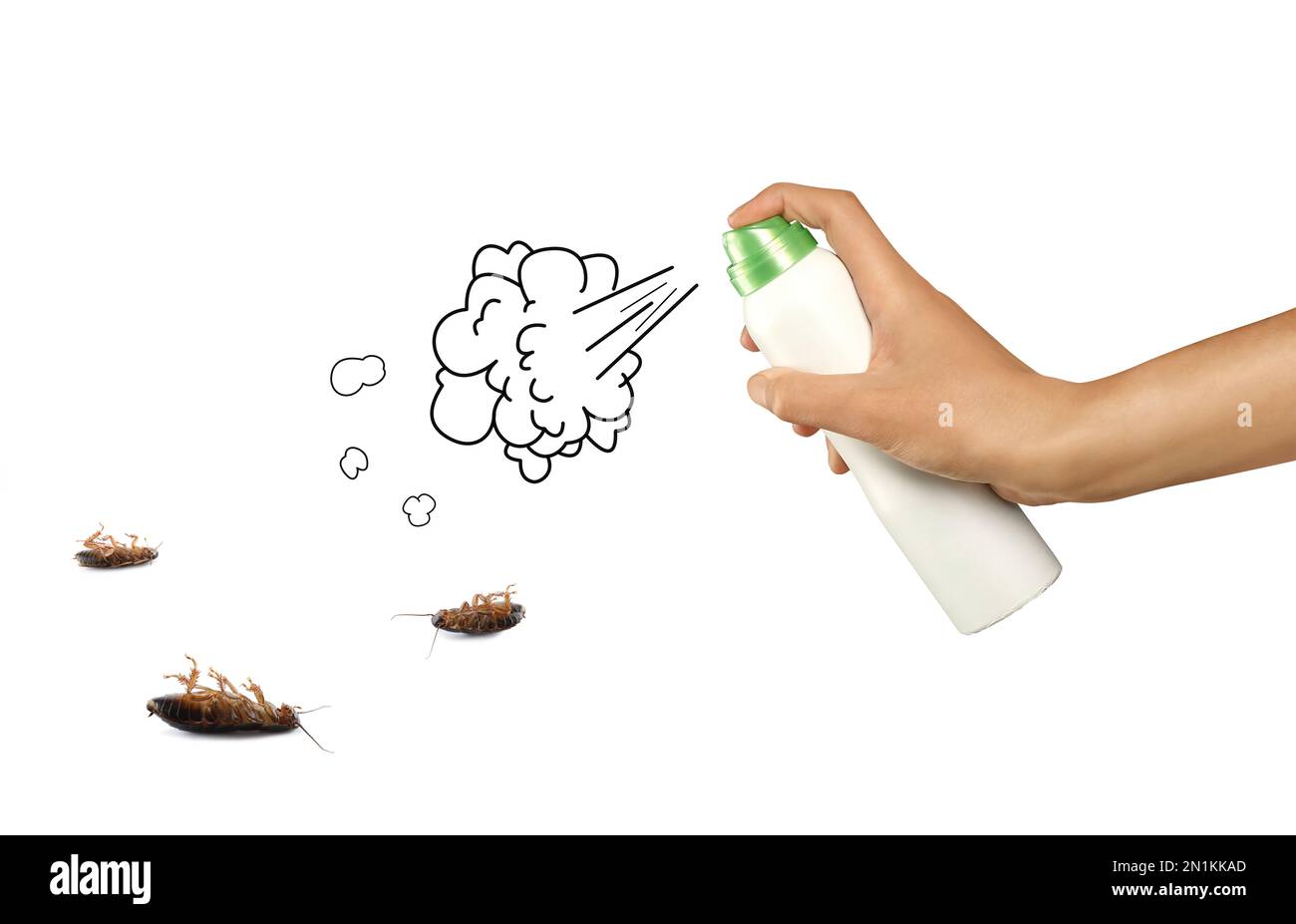 Pest control. Using household insecticide to kill cockroaches on white ...