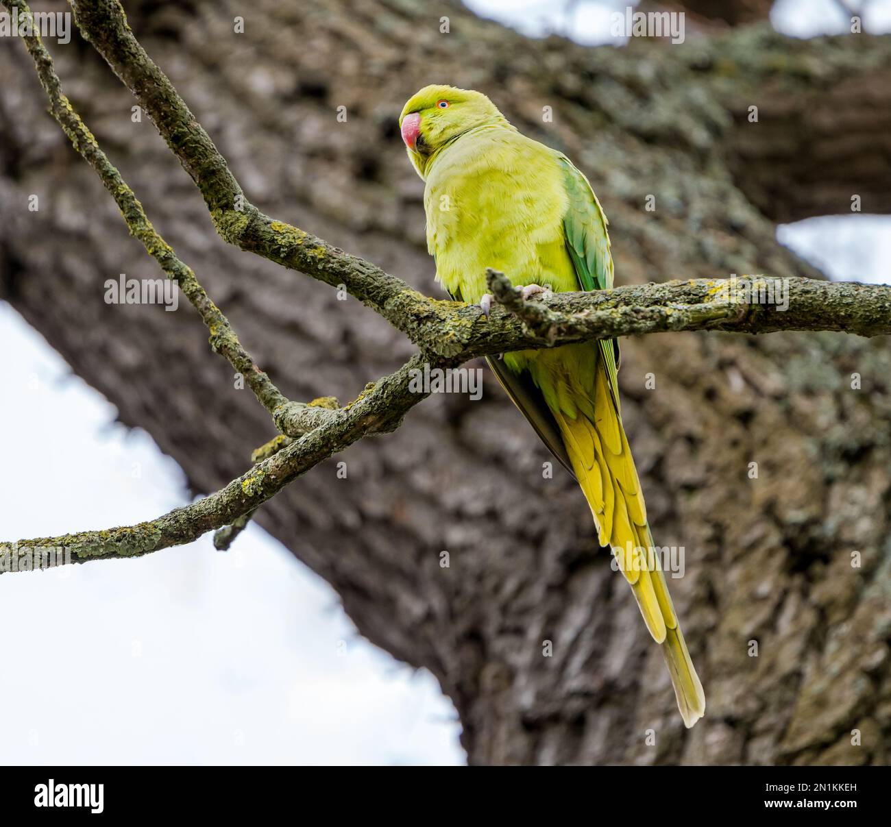 A parrot or ring-necked parakeet (Psittacula krameri) bird perched in a ...