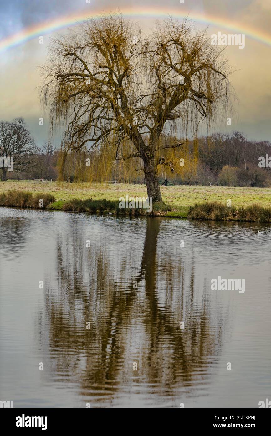 Weeping willow tree (Salix) reflected in on water of pond with rainbow ...