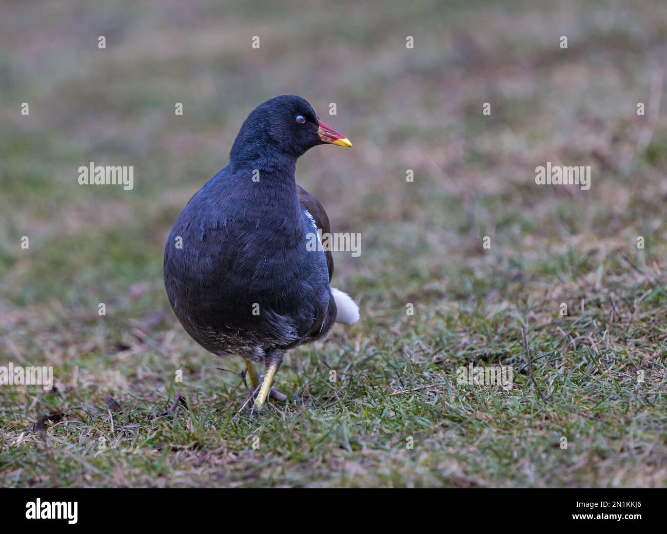Close up of moorhen (Gallinula chloropus), Bushy Park, London, England ...